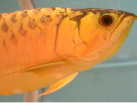 First Malaysian Fish Genome Sequenced | The Fish Site