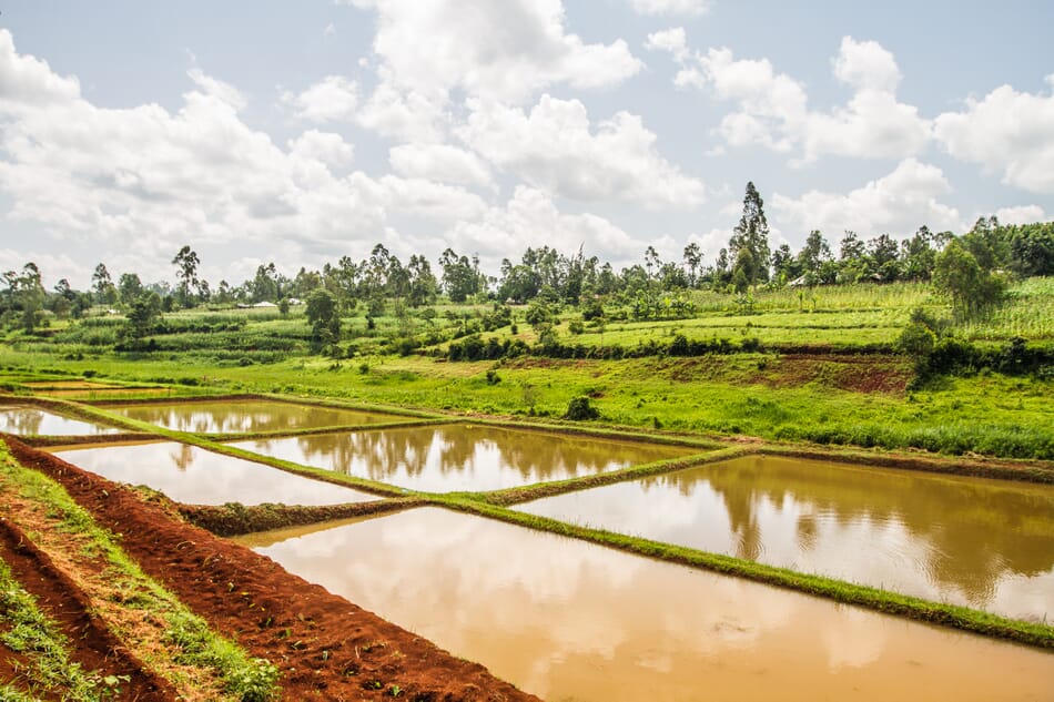 How China is applying ecological engineering techniques in pond ...