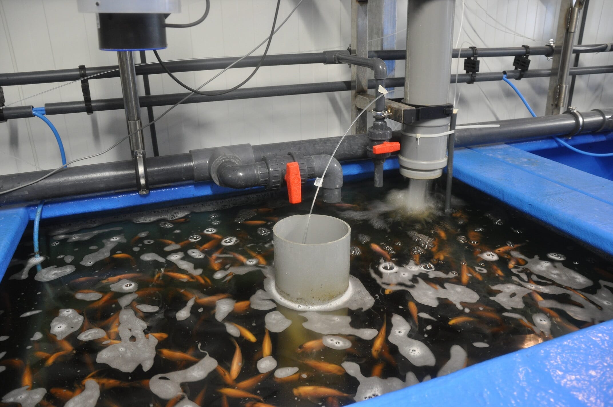INAPRO: Innovating Aquaponics for Water Savings and Sustainable Food ...