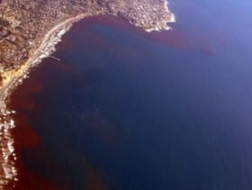 Algal Bloom Kills Fish, Shellfish in South Australia | The Fish Site