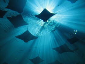 New Research Challenges the Effect of Sharks, Rays on Oyster and ...