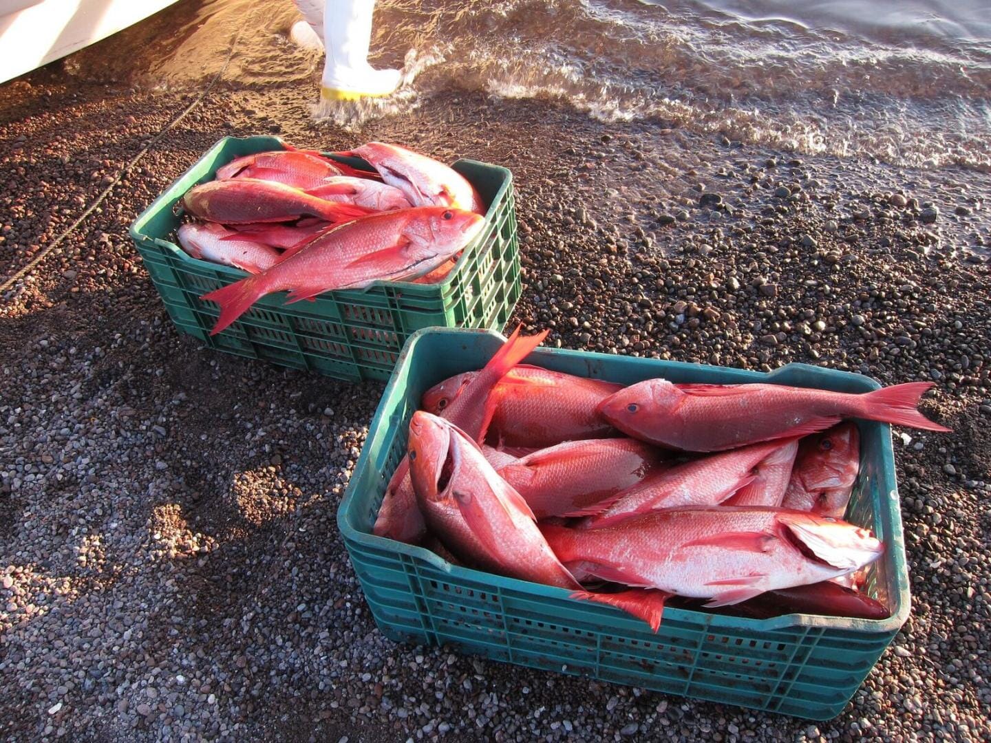 Marine Protected Areas Intensify Cooperation and Competition | The Fish ...