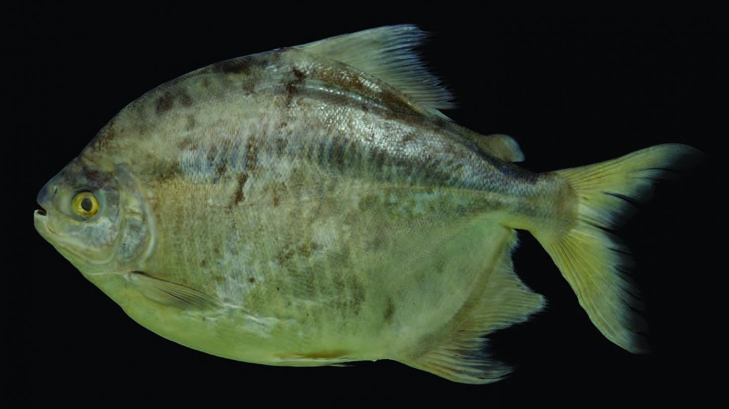 New Latin American Fish Species Identified | The Fish Site