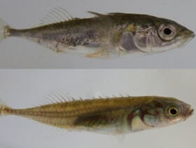 Fish Bond When They Eat the Same Food | The Fish Site