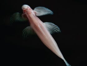 Researchers Make Major Cavefish Discovery in Thailand | The Fish Site