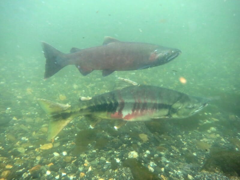 Salmon are Less Aggressive in Darker Coloured Tanks | The Fish Site