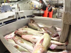 Producing Quality Seafood | The Fish Site