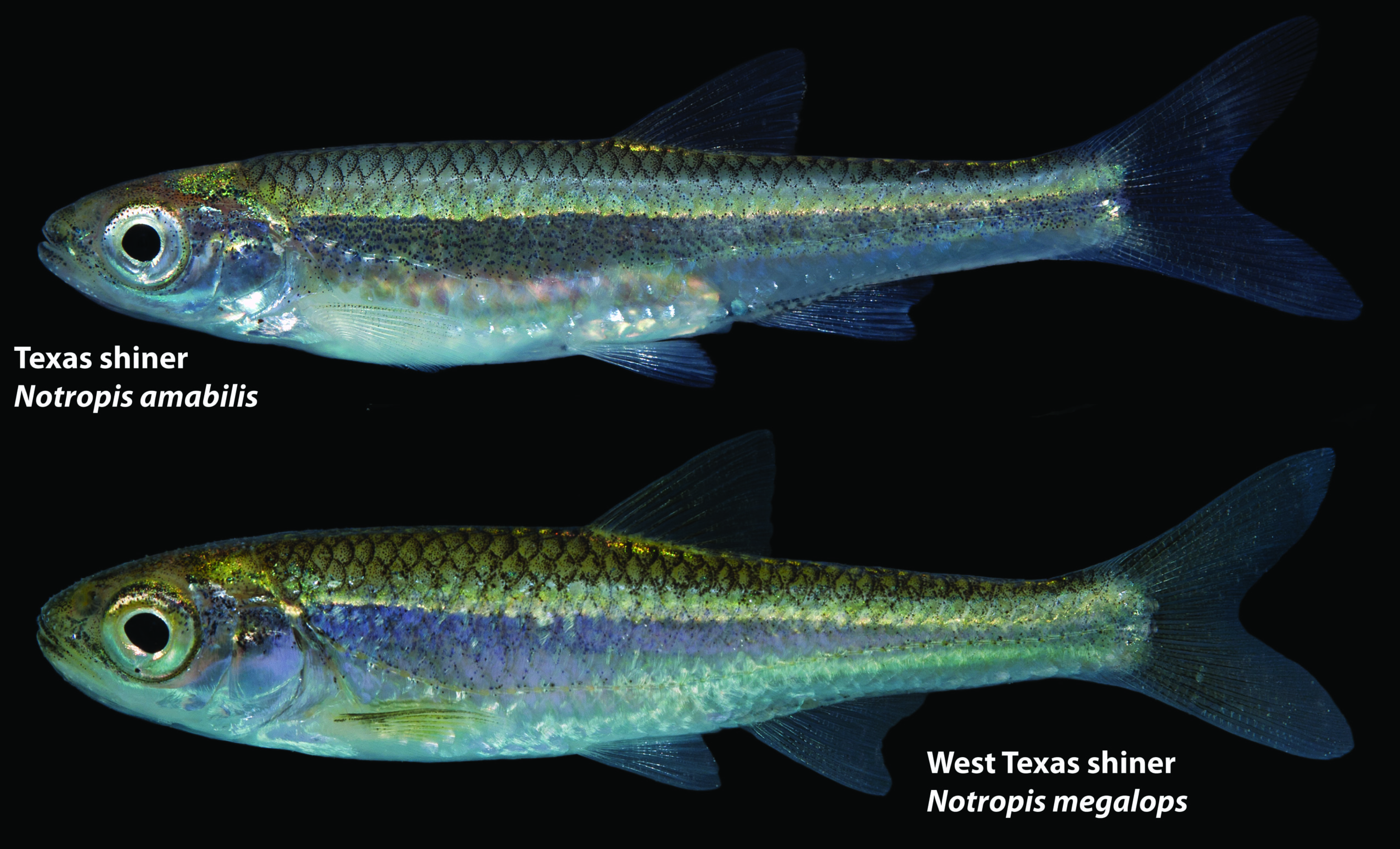 Minnow Rediscovered by Texas AgriLife Scientists | The Fish Site