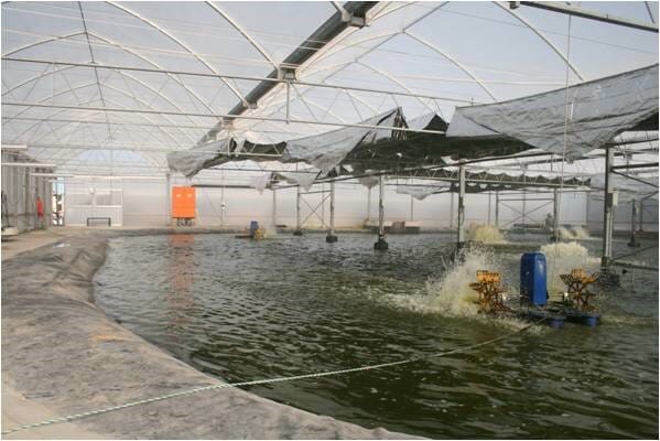 New Technology for Shrimp Farming in Panama | The Fish Site
