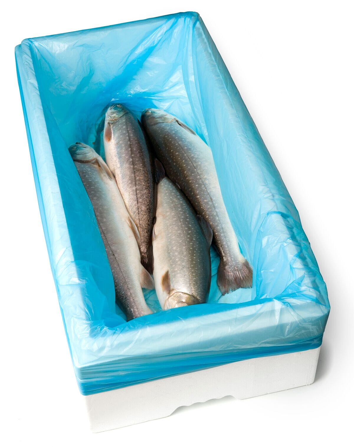 Smart Fish Labelling to be Presented at Aquaculture UK | The Fish Site