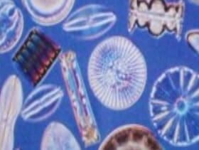 Diatoms Help Prevent Harmful Algal Blooms in Fish Ponds | The Fish Site