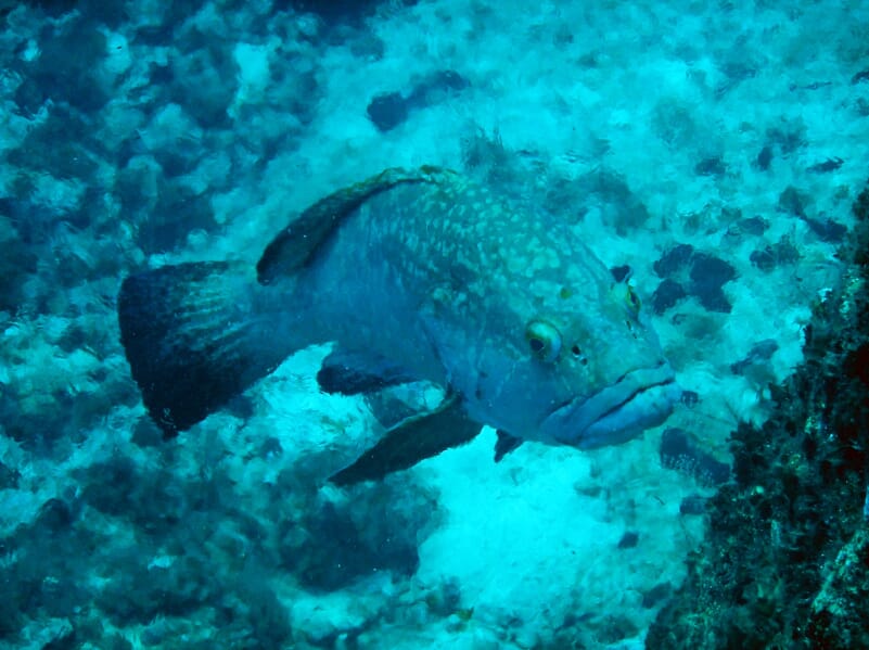 New Drone Helps in Protecting Overfished Species of Groupers | The Fish ...