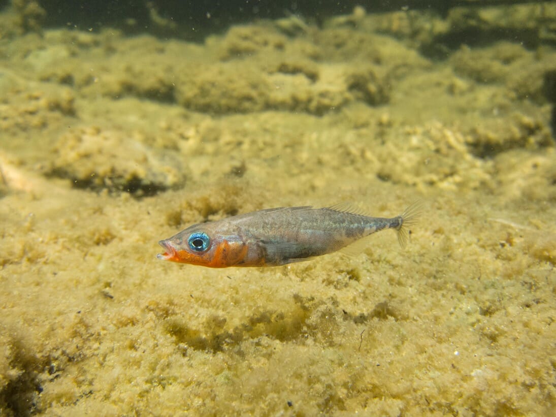 Stickleback Fish Adapt Vision in the Blink of an Eye | The Fish Site