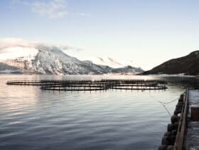 Marine Harvest Plans Cermaq Takeover | The Fish Site