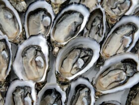 Wakulla County Explores Oyster Aquaculture | The Fish Site