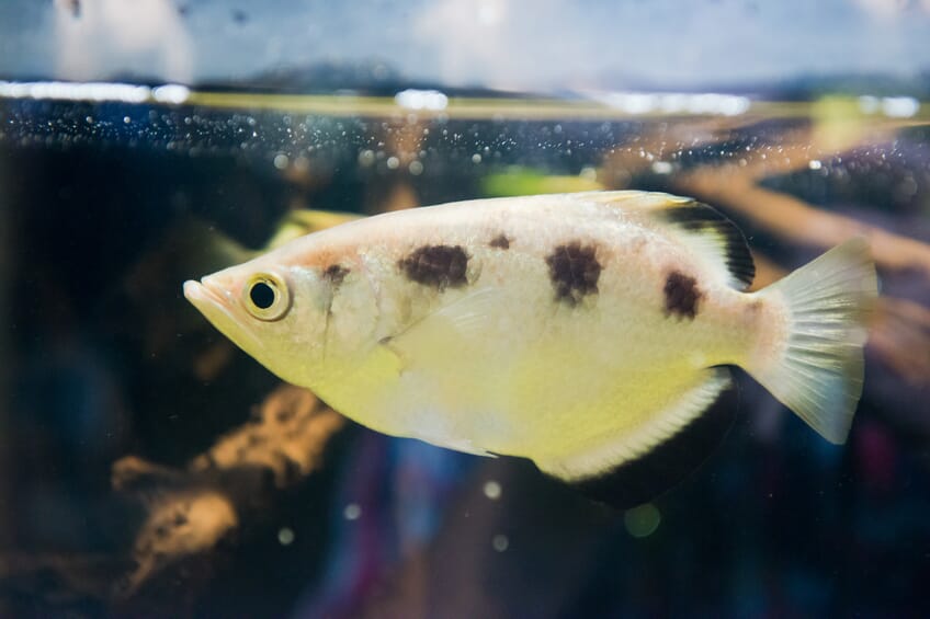 Weekly Overview: New Study Finds Some Fish Can Recognise Human Faces ...