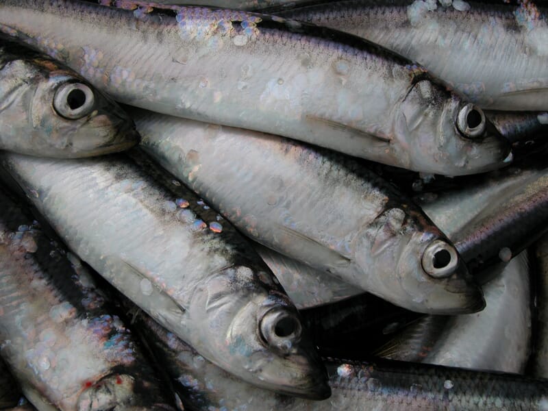 Alaska Fish Factor: Putting Herring Back on the Menu | The Fish Site