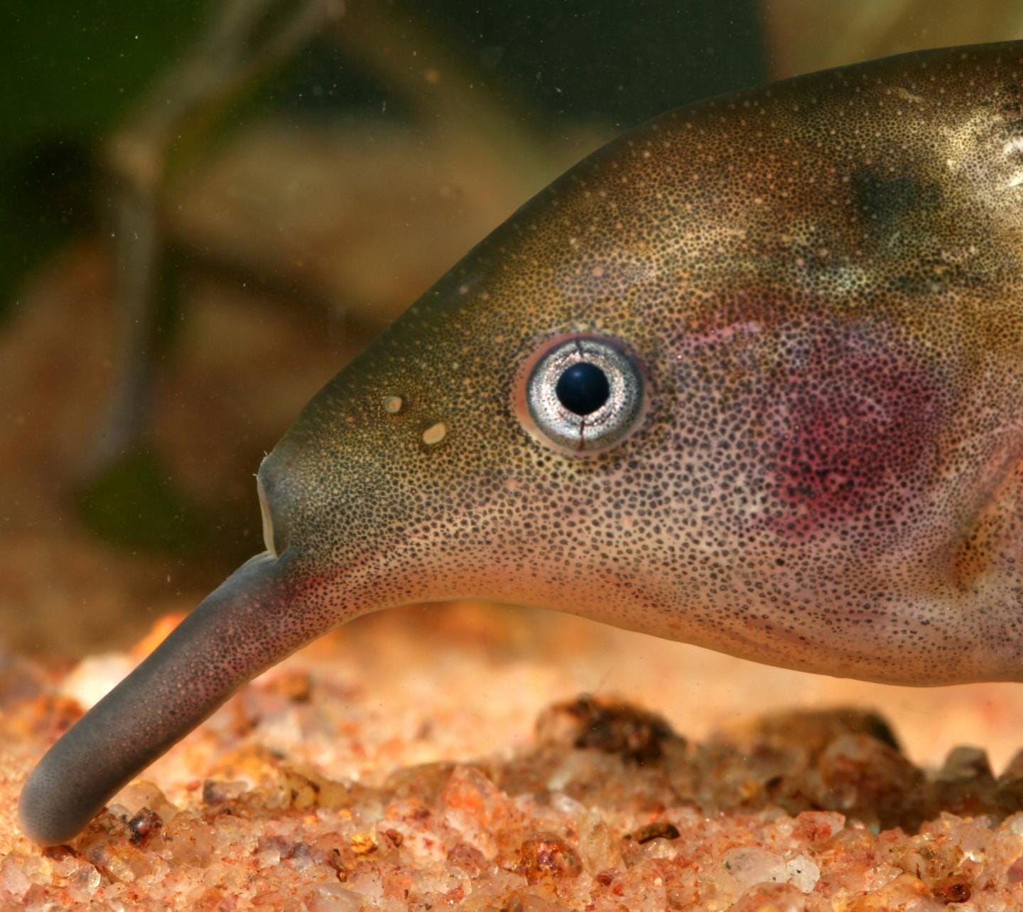 Elephantnose Fish - Small Brain Yet Astounding Performance | The Fish Site