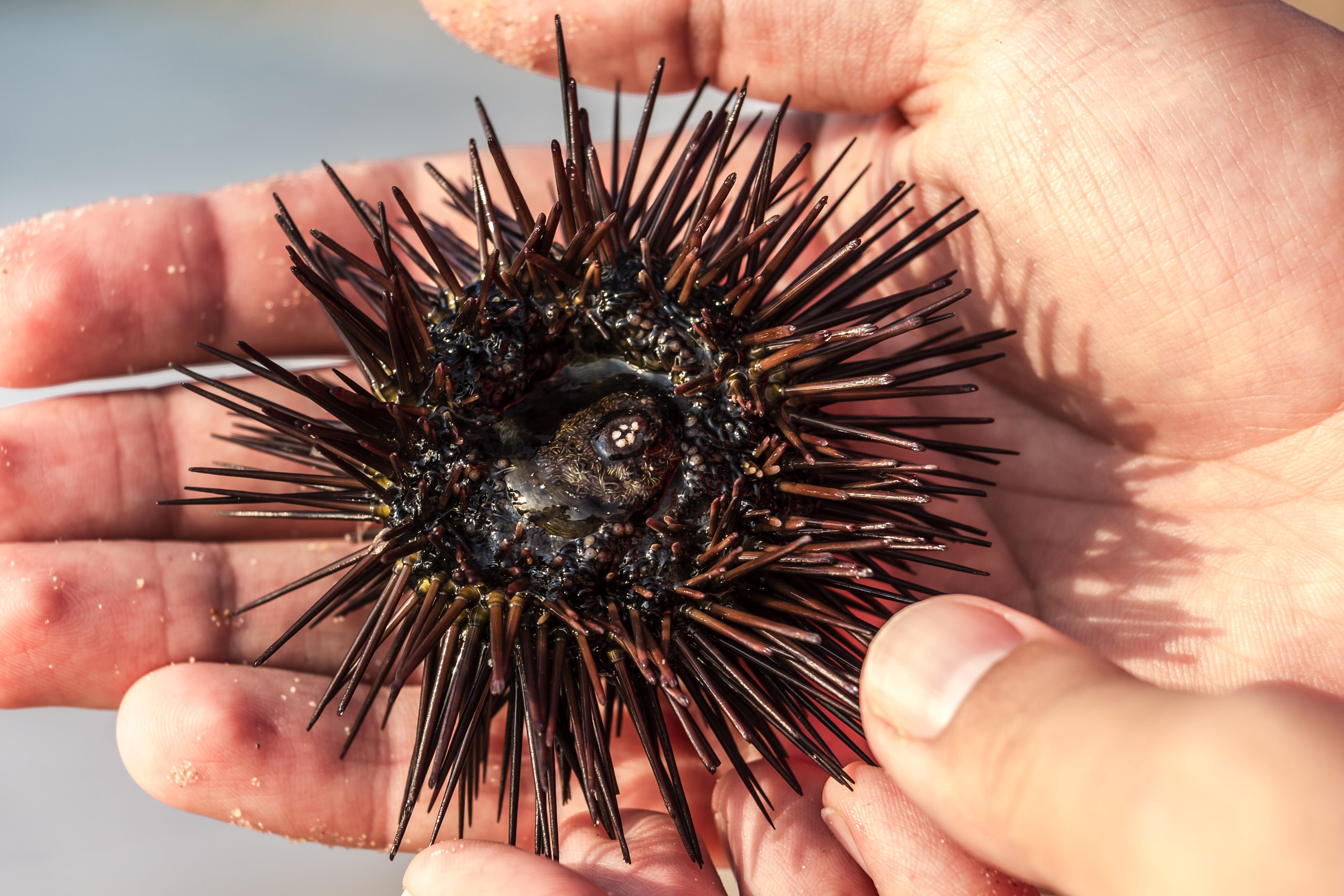 Japan learns secrets of Norway's sea urchin feed | The Fish Site
