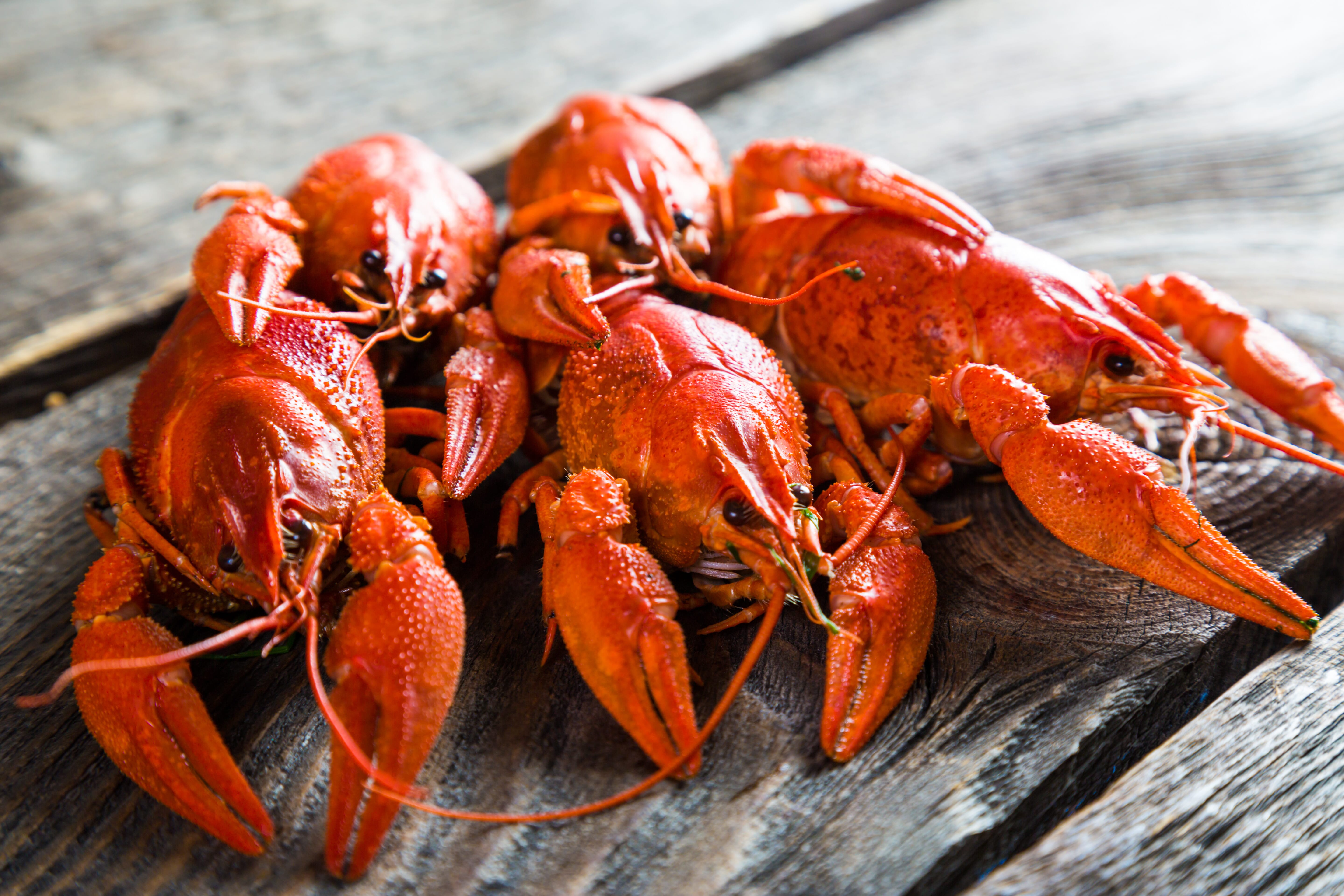The Rise of China's Crayfish Capital | The Fish Site
