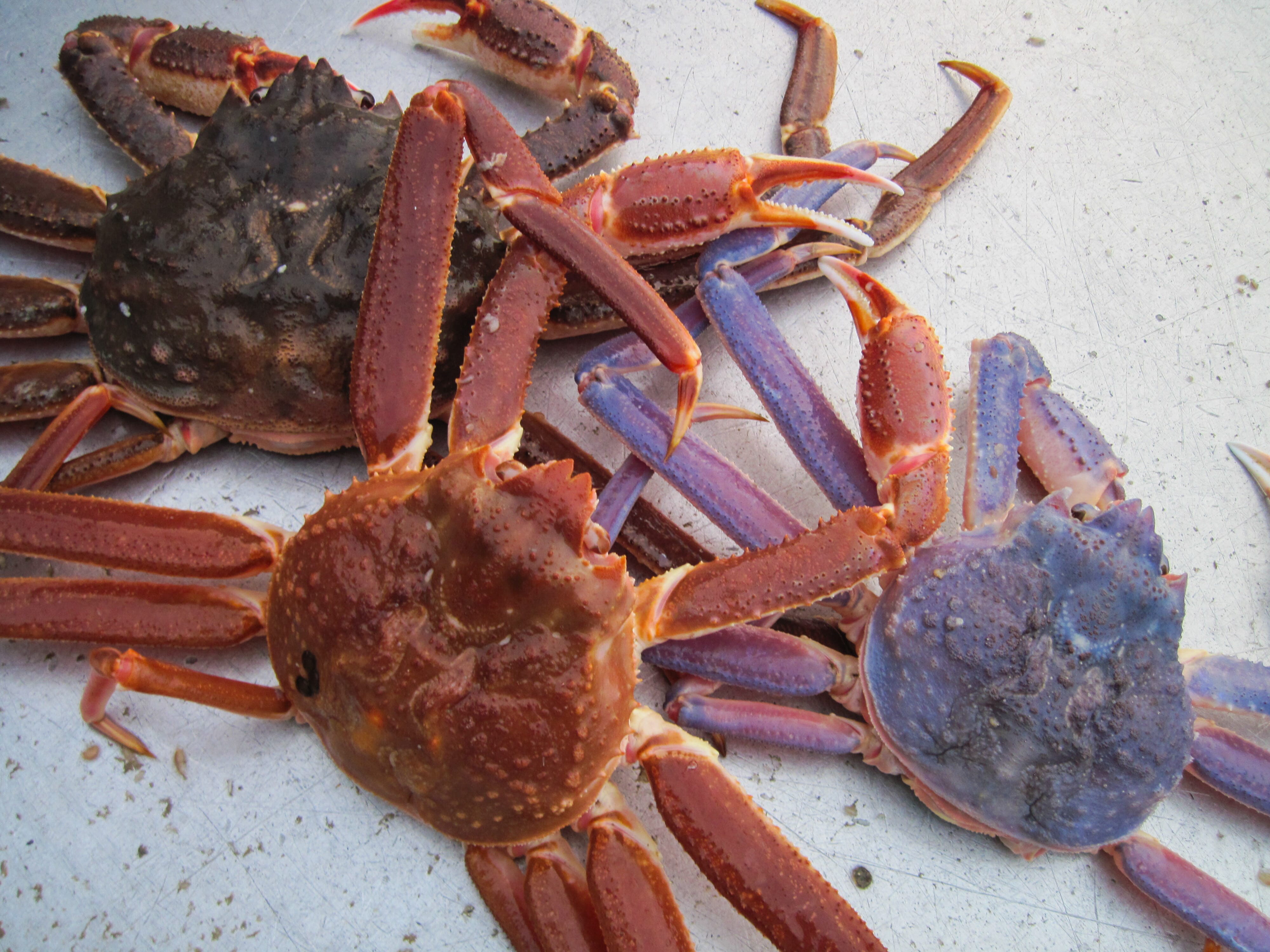 Low-Powered LED Lights Can Improve Snow Crab Catchability | The Fish Site
