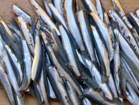Anchovies Have Scales And Fins at Abbey Wales blog