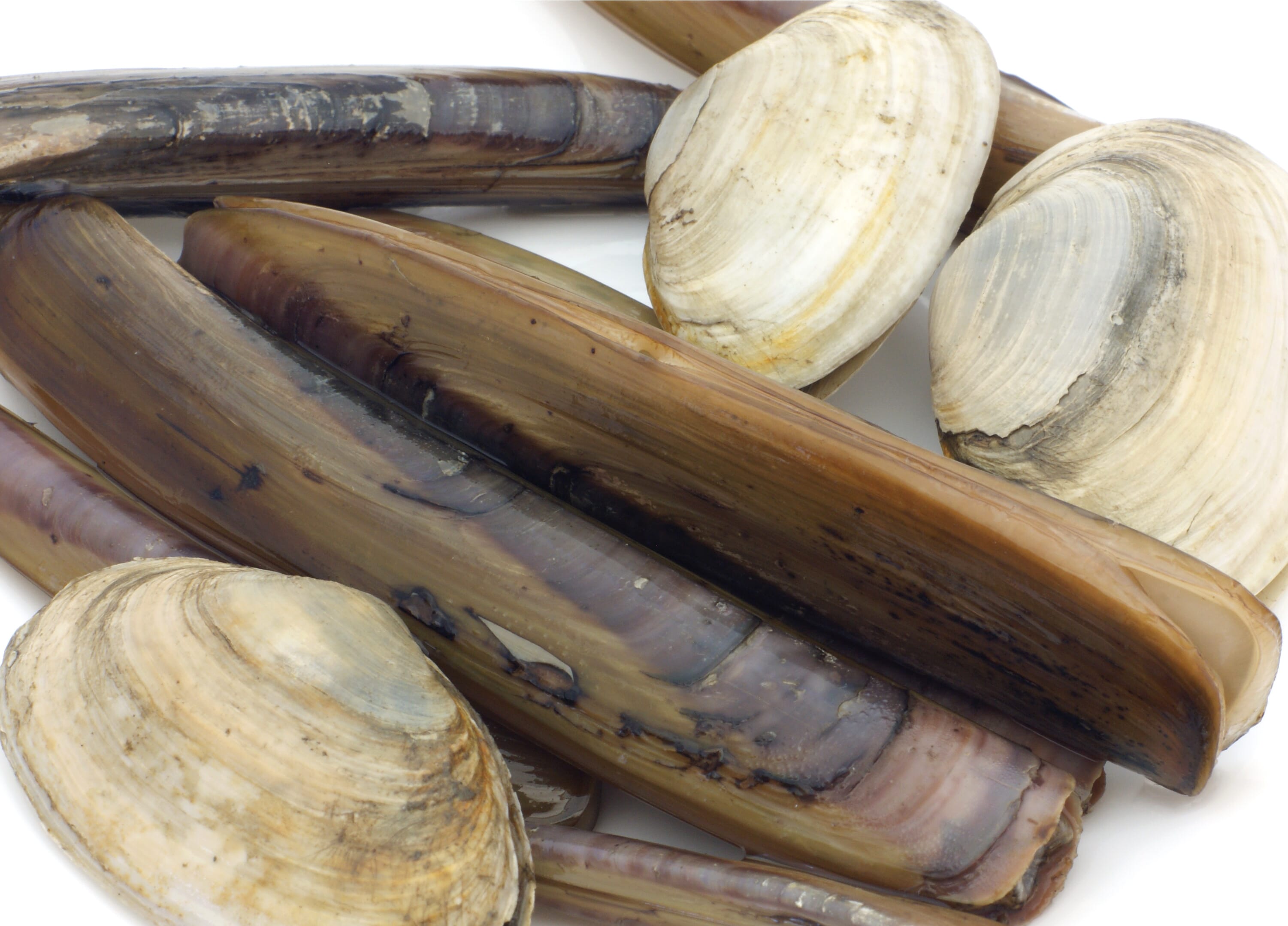 Researchers Find Bivalves Live Longer at High Latitudes | The Fish Site