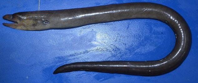 New Eel Species Found on Indian Coasts of the Bay of Bengal | The Fish Site