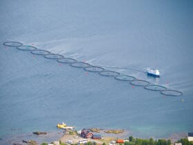 Aqualife, Salmovac Merger Strengthens Position as Fish Health Provider ...