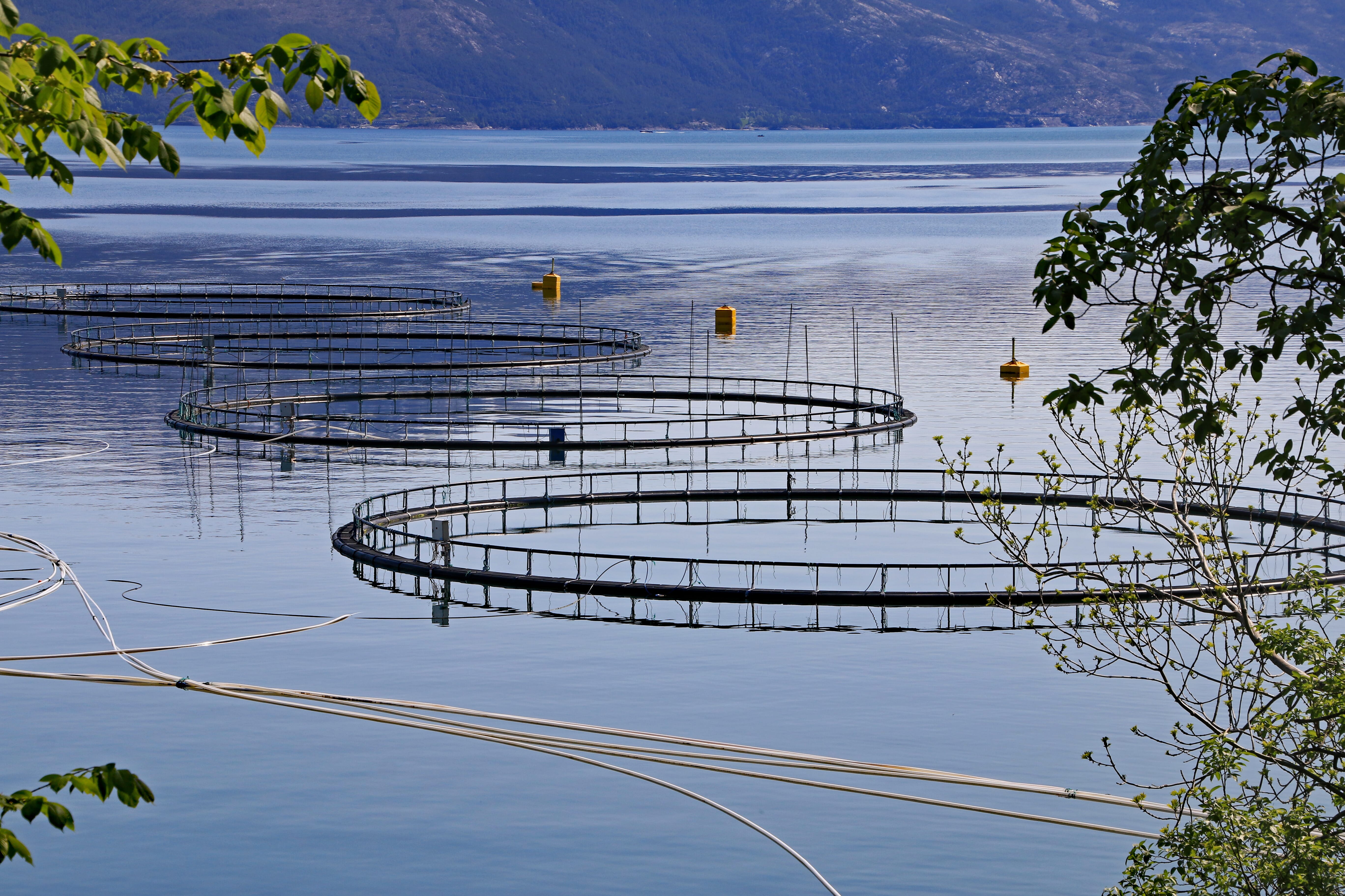 Assessing the Environmental Impacts of Copper Alloy Aquaculture Nets ...