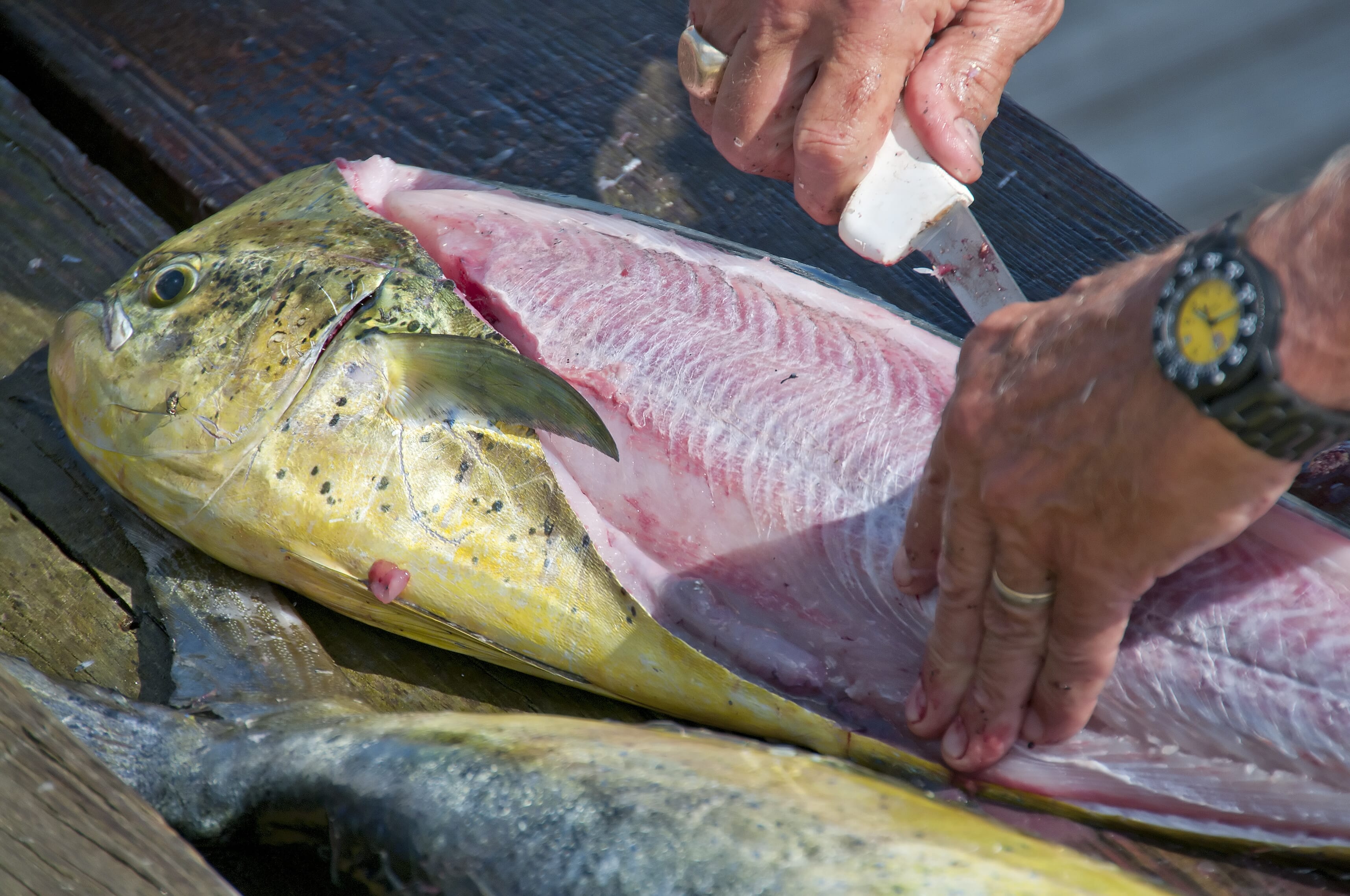 Seafood Leaders Meet to Strengthen Mahi Mahi Fisheries in Eastern ...