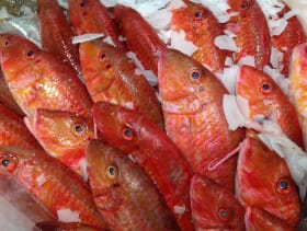 Red Sea Bream Aquaculture- Is Deep-Sea Farming the Solution? | The Fish ...