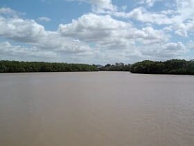 Further Outbreak of White Spot Disease Detected in Logan River | The ...