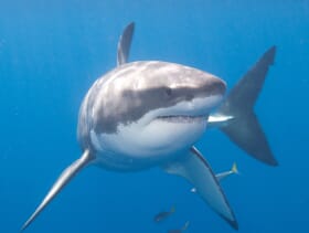 Call to Close Legal Loopholes that Allow Illegal Shark Finning | The ...