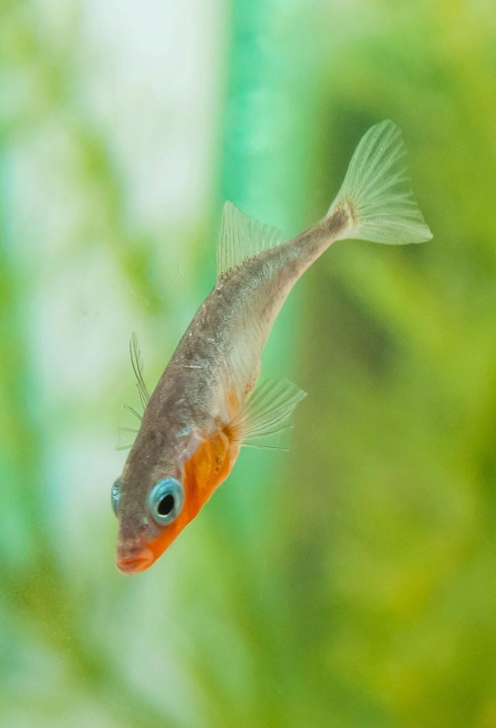 Female Fish Judge Males on DIY Skills, Study Shows | The Fish Site