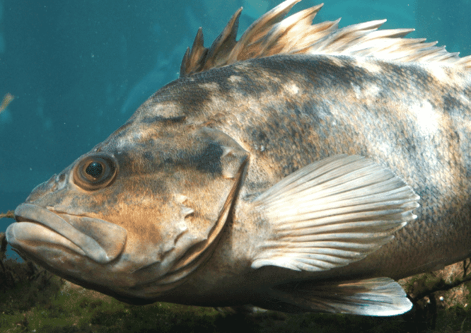 Rockfish Siblings Shed New Light on How Offspring Diffuse and Disperse ...