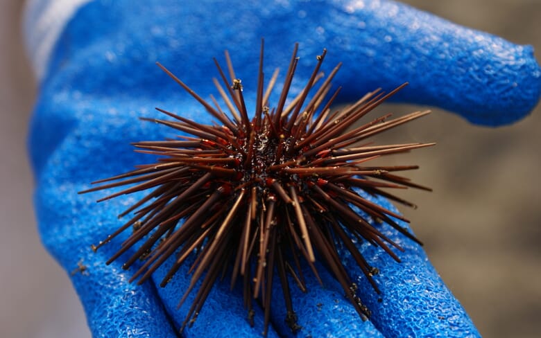 Scottish seaweed startup lands significant investment | The Fish Site Scottish seaweed startup lands significant investment | The Fish Site
