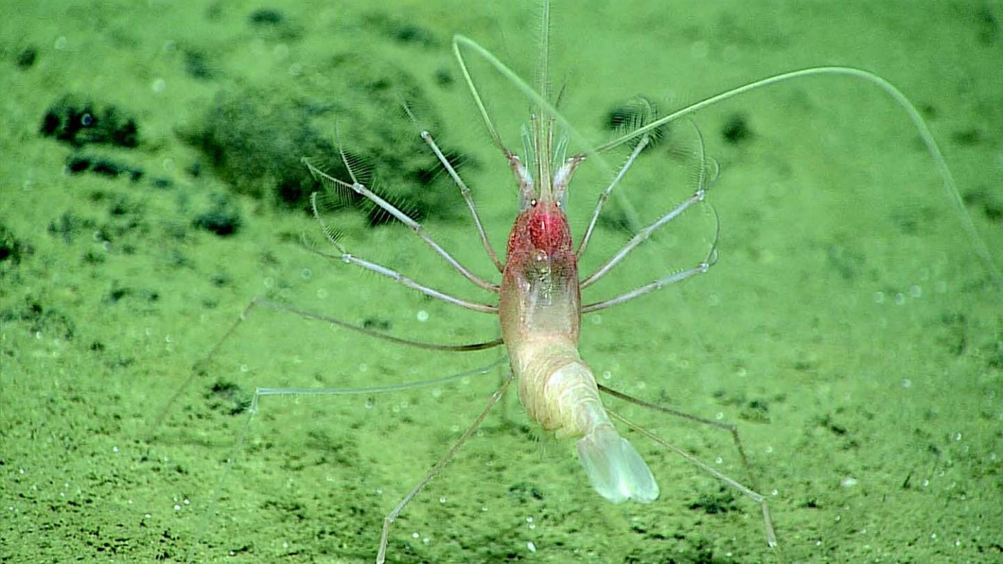 First Footage of Stylodactylid Shrimp Filter-Feeding at Depth of 4826 m ...
