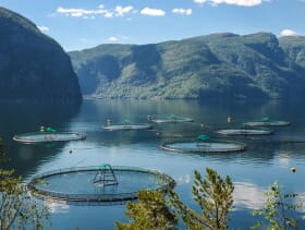 Weekly Overview: Cooke Aquaculture to Buy Marine Harvest's Shetland ...