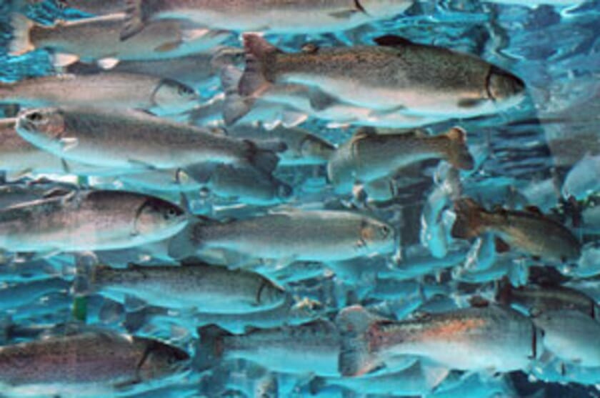 Exercise and oxygen shown to optimise trout growth | The Fish Site