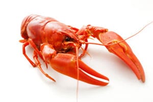 Crawfish Added to BAP Programme; Chinese Processing Plant Certified ...