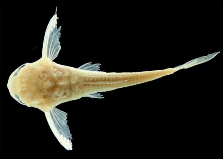 Mini Eyeless Catfish Finally Given a Name | The Fish Site