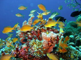90% of Predatory Fish Gone from Caribbean Coral Reefs Due to ...