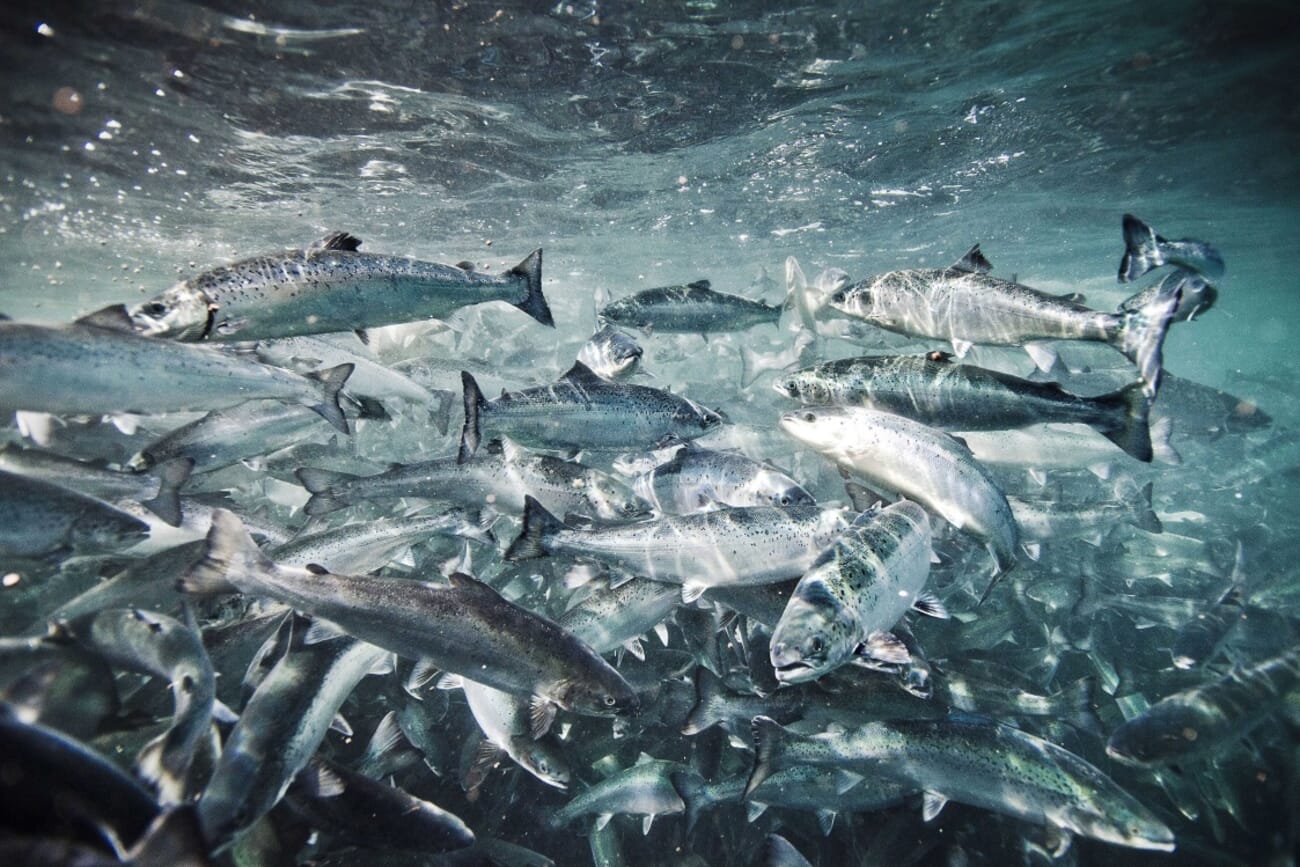 New study shows transgenic salmon outperform their selectively bred ...