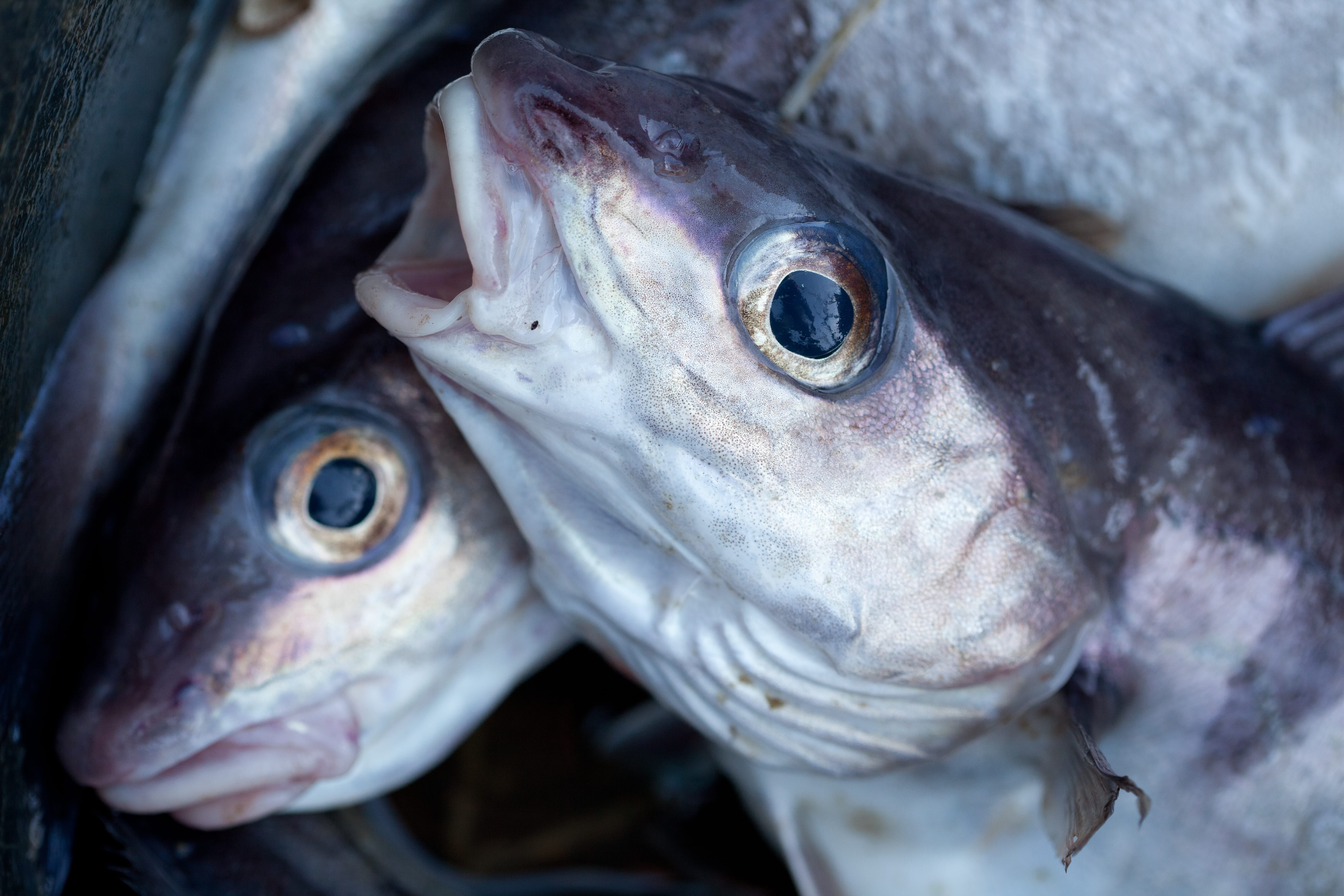 Anger over haddock downgrade | The Fish Site