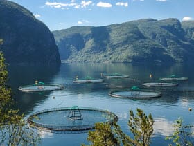 Finnish Fish Guide to List ASC Responsibly Farmed Fish | The Fish Site