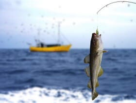 Toxins Affecting Cod Breeding Not Increased by Oil Spill Dispersants ...