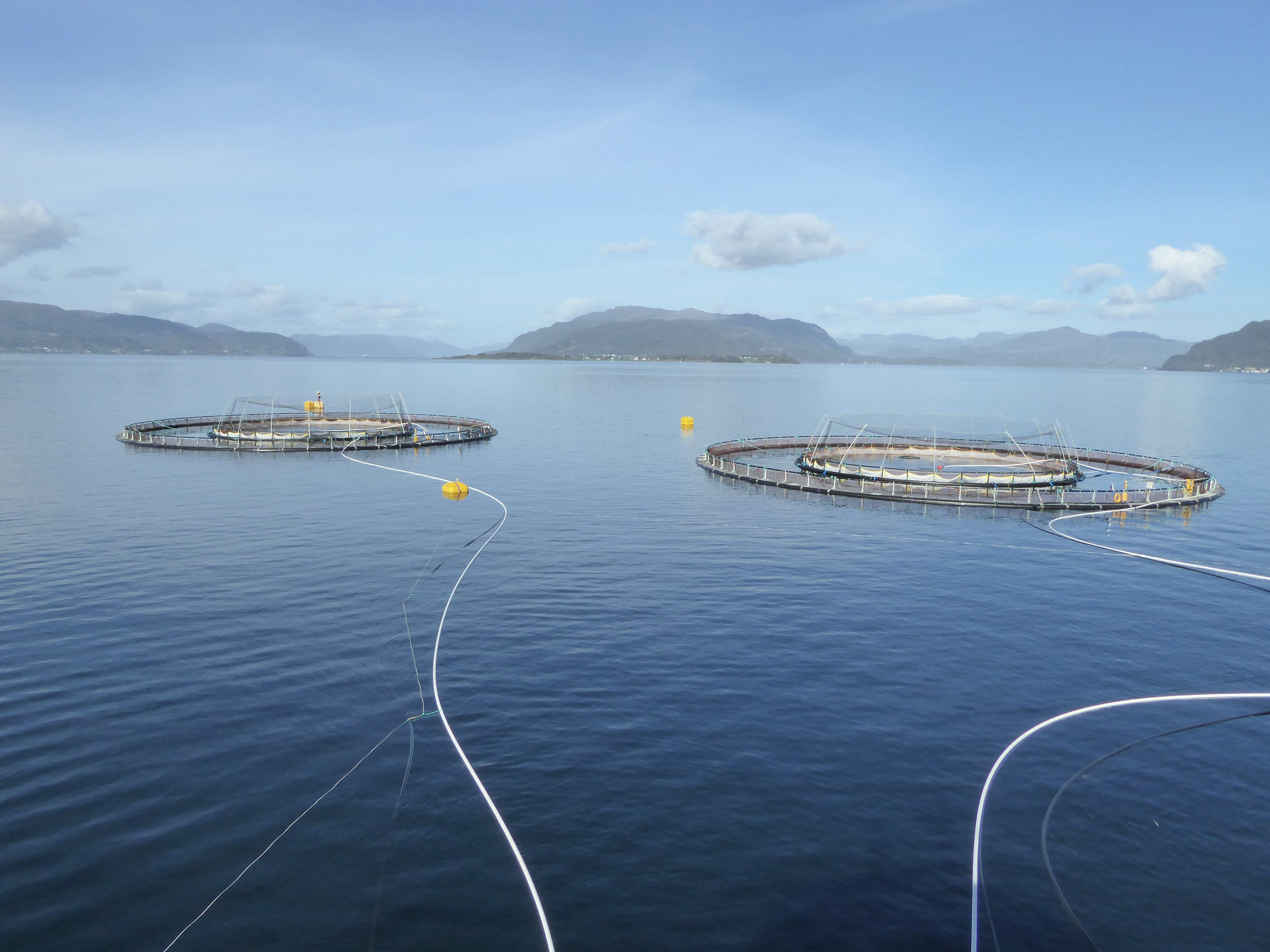 Digging deep to dodge sea lice | The Fish Site