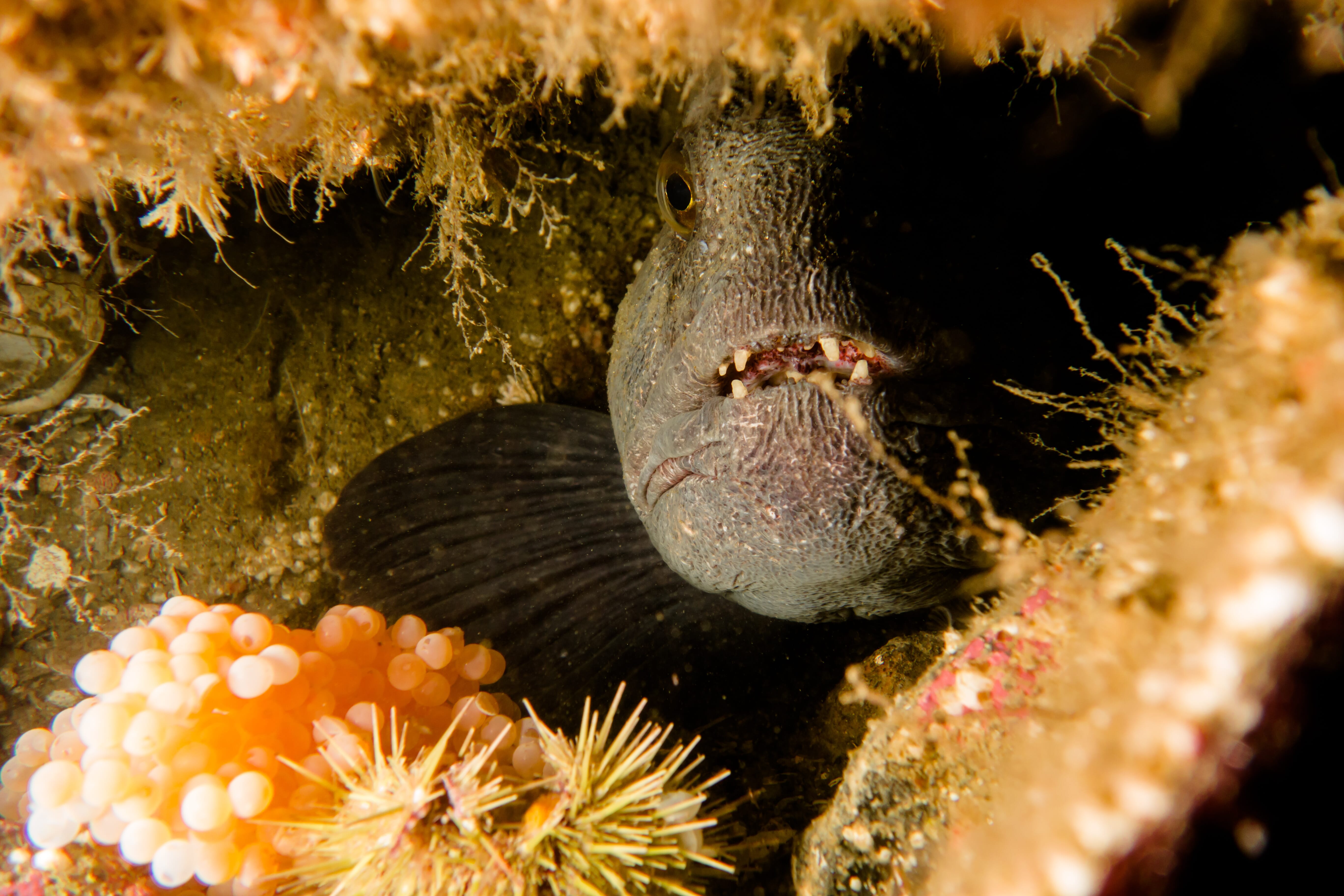 Benthic fauna can offer environmental alerts | The Fish Site