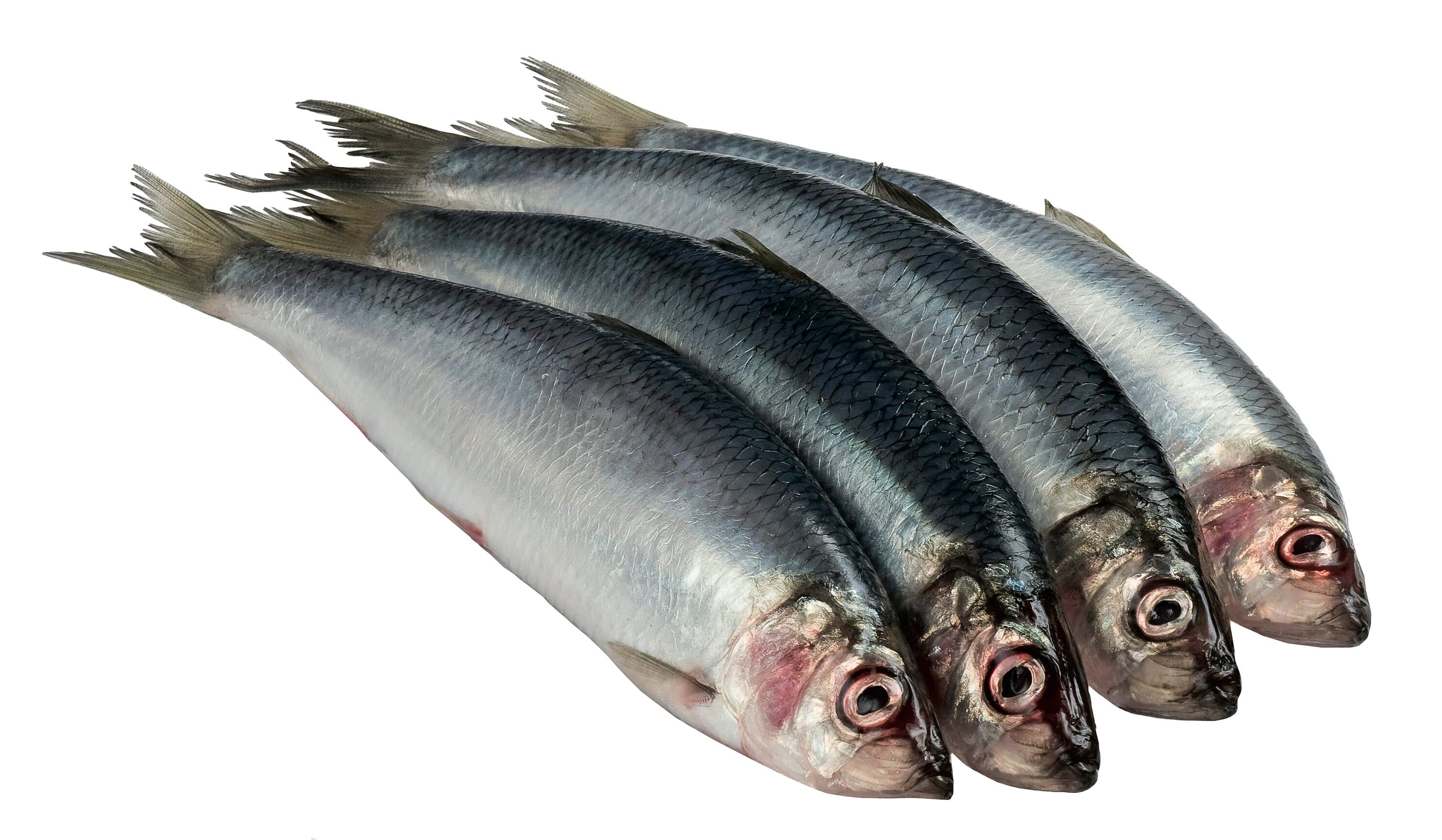 North Sea herring recertified | The Fish Site